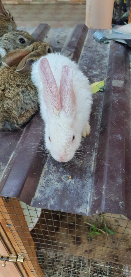Quyon va tovuq va katak