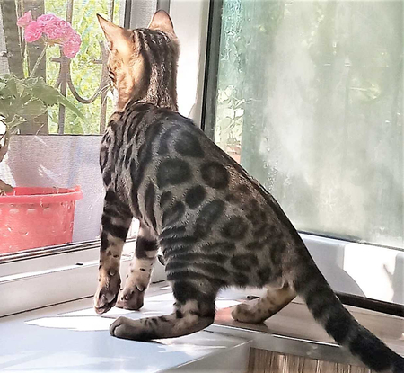Бенгальский котёнок