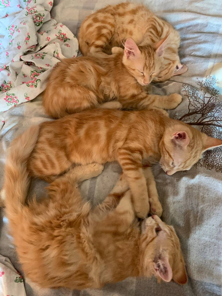 Золотые котята в добрые руки
