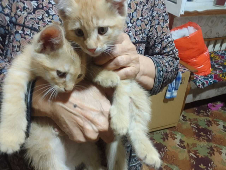 Отдам котят в добрые руки