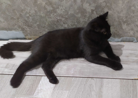 Продам породистых котят