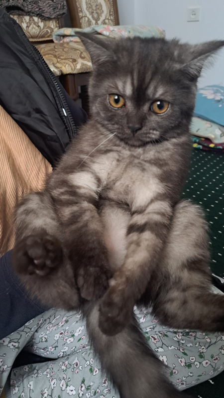 кошка продаётся . mushuk sotilad. Скотиш страйт.
