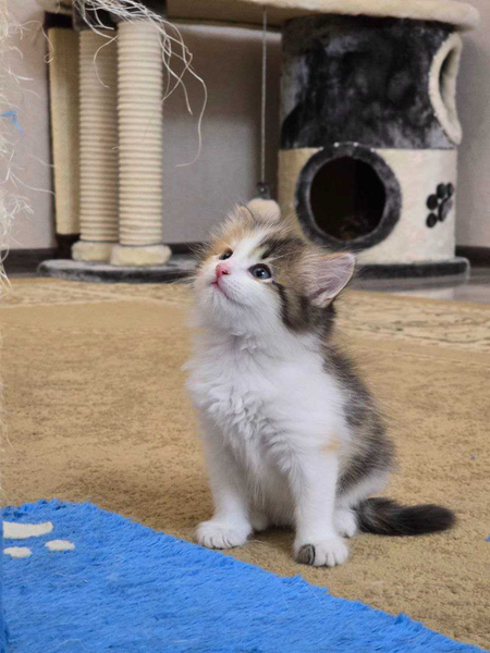 Подарю  котенка  1.5 месяца .