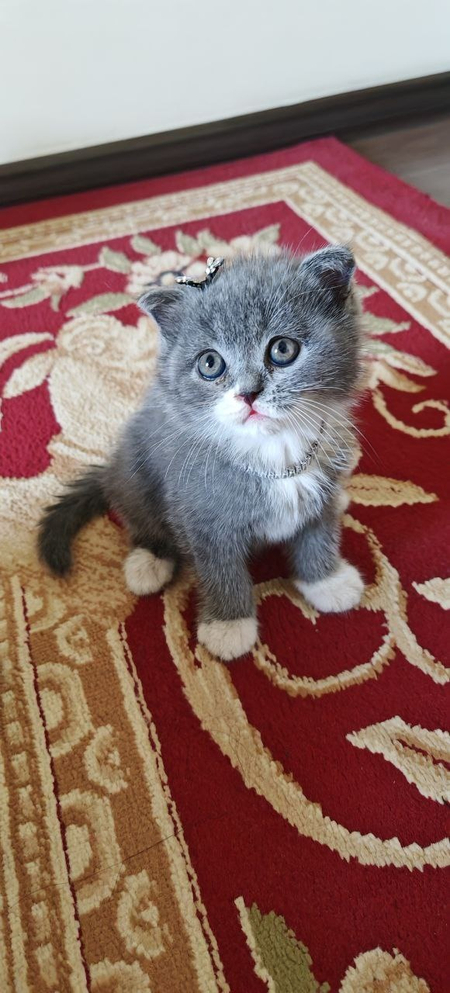 O'g'il mushuk. Scottish fold 2 oy

Toshkent, yangihayot