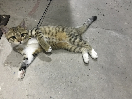 Котёнок Скоттиш страйт!