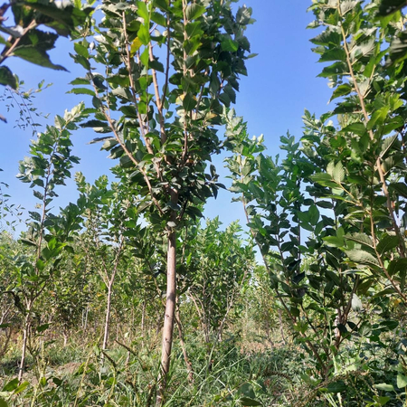 Сада кайрагоч, манзарали дарахт кучатлари сотилади