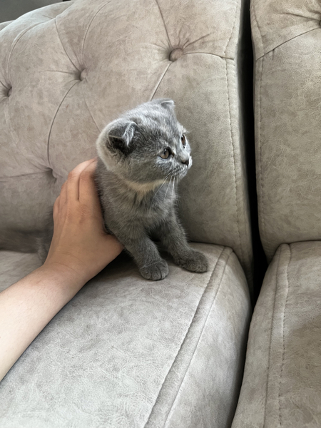 Вислоухие котята