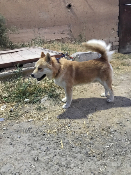 Xaski kuchuk yosh bolachasi odamga tegmidi