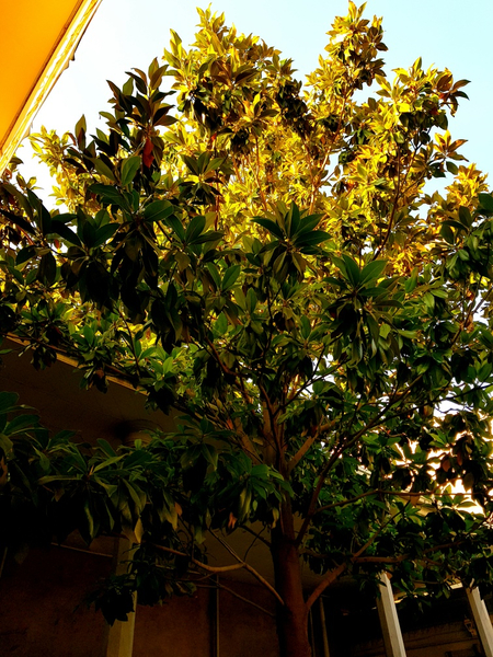 Magnoliya daraxti sotiladi
