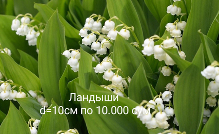 Продаю садовую рассаду