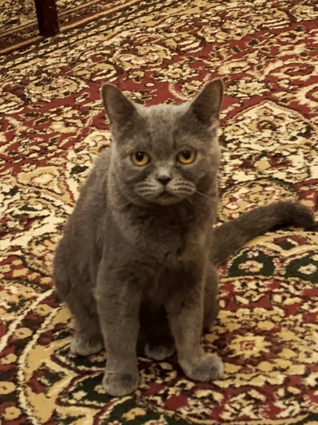 Продаётся хороший умный котик