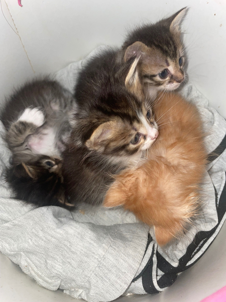 Котята мальчик и девочки