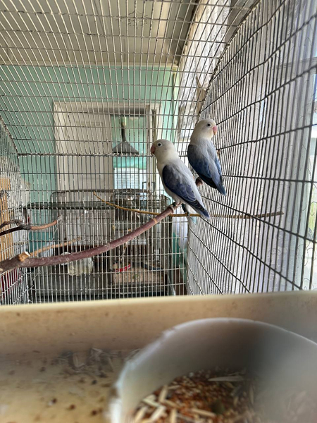Оила Blue euwing opaline+violet euwing opaline (привозной, кольцо бор