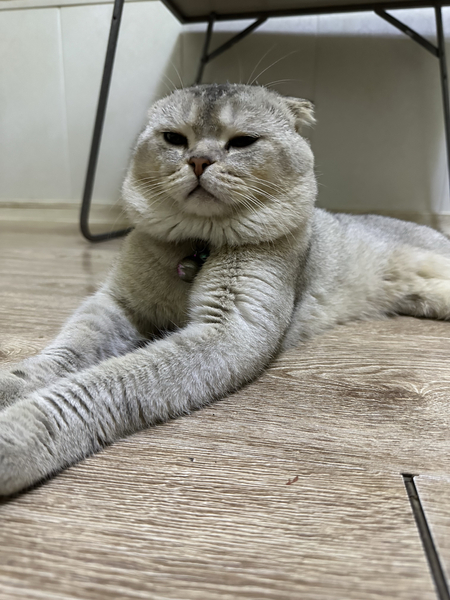 Вязка кот приглашает дам к себе
