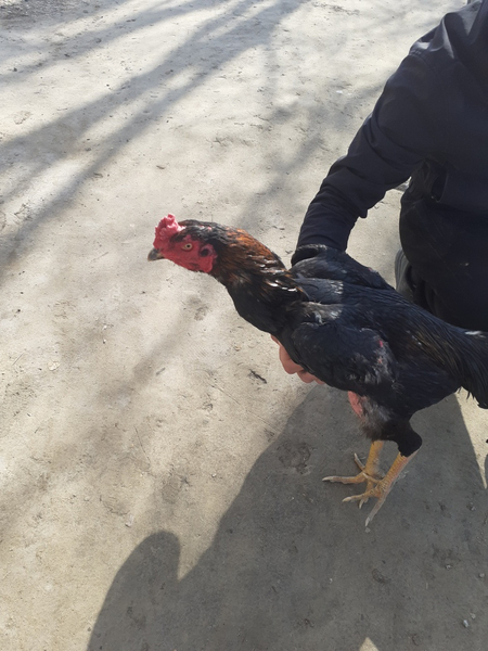 Xo'roz sotiladi 1 mln