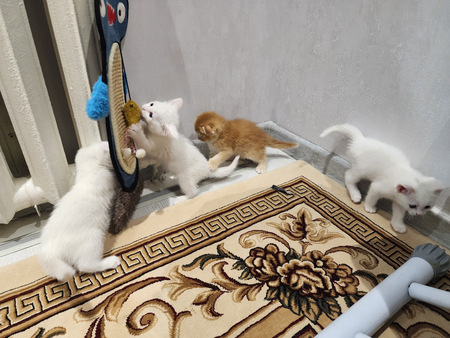 Зотдор ойноки мушукчалар