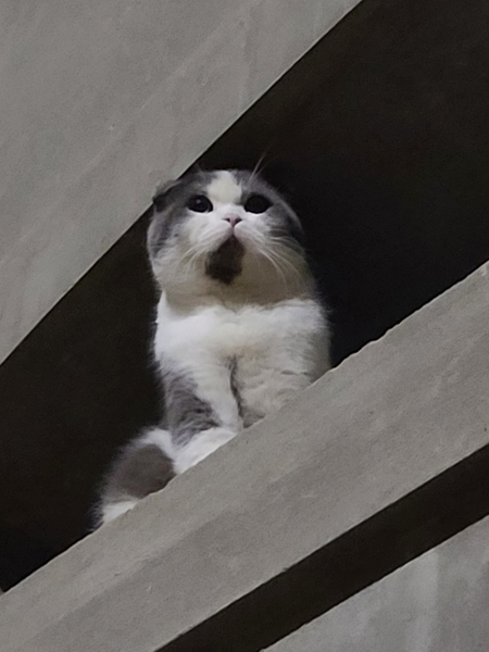 Вяска Скотиш Фолд