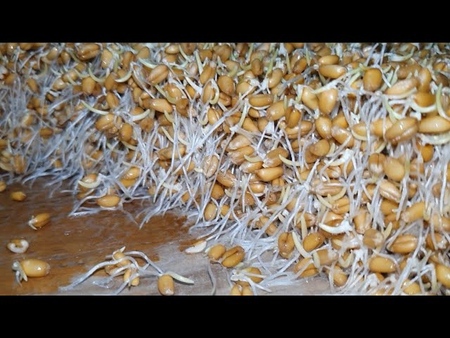 Bugdyi  misorubkadan chikartirib beraman