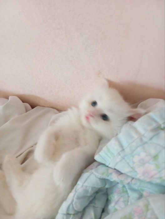 продам белых пушистых котят