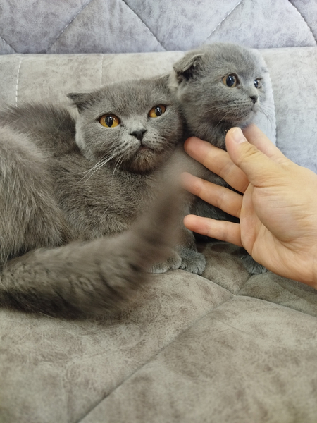 Британские котята