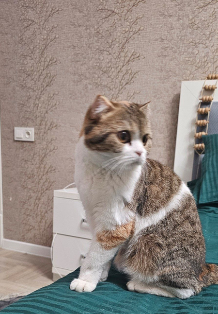 Кошка 2 года выслоухой .,девочка.