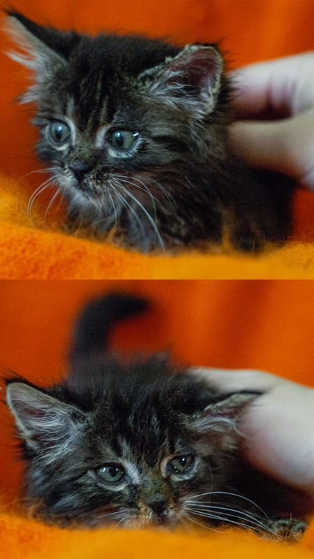 котенок 2 месяца мальчик