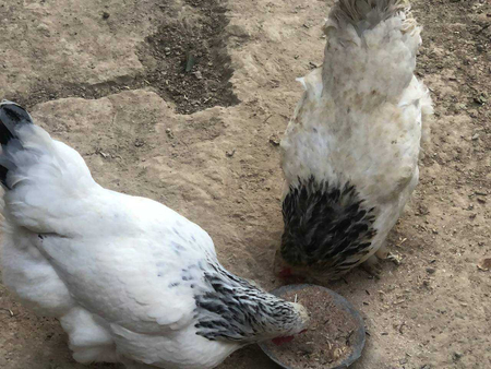 Xashaki Tovuqlar Sotiladi