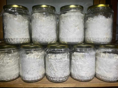 Ежовик гребенчатый
