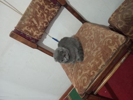 Скоттиш фолд прадаються