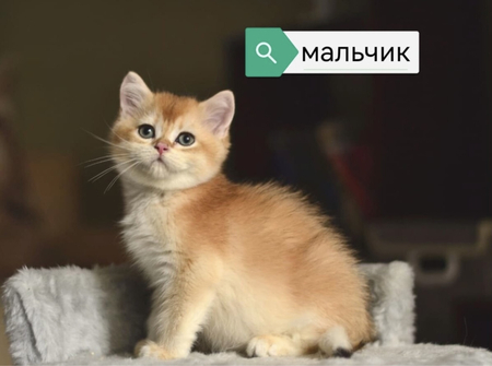 Котёнок золотая Шиншила