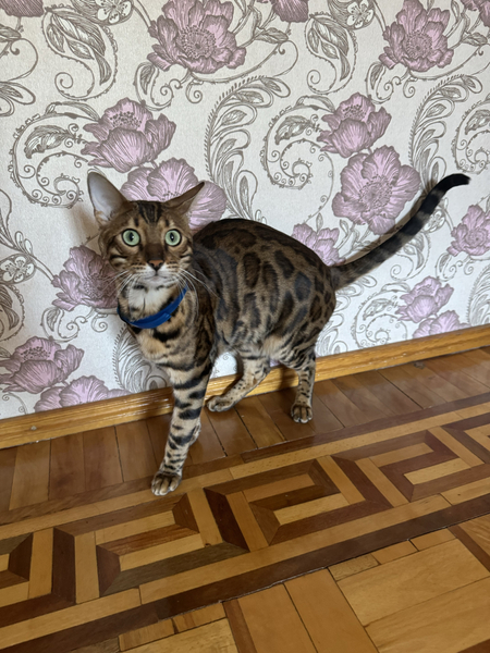 Бенгальский кот