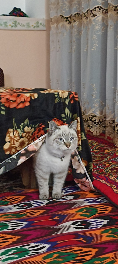 Mushuk sotiladi zoti: Охос азулес