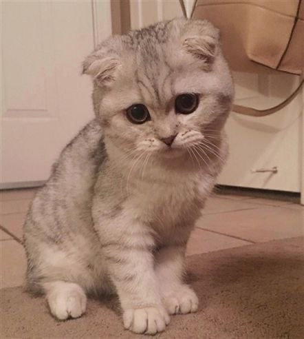 Котёнок 3 месяца породистый