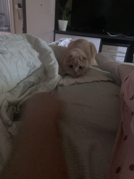 Кот на вязку