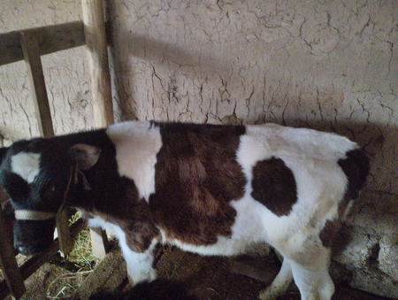 Mollar sotuvda 3ta buqacha 1ta sigr