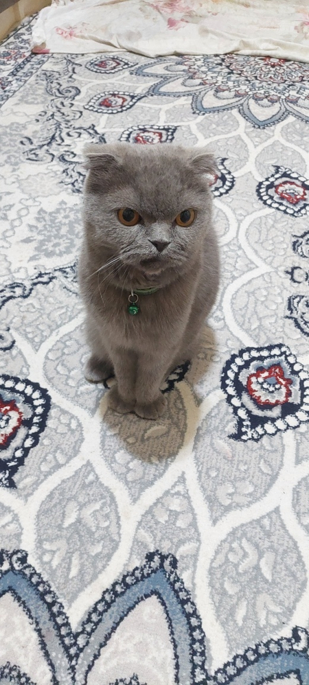 Породистий котёнок