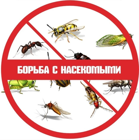 Dizinfeciya tarakanov Dezinfekciya klopov