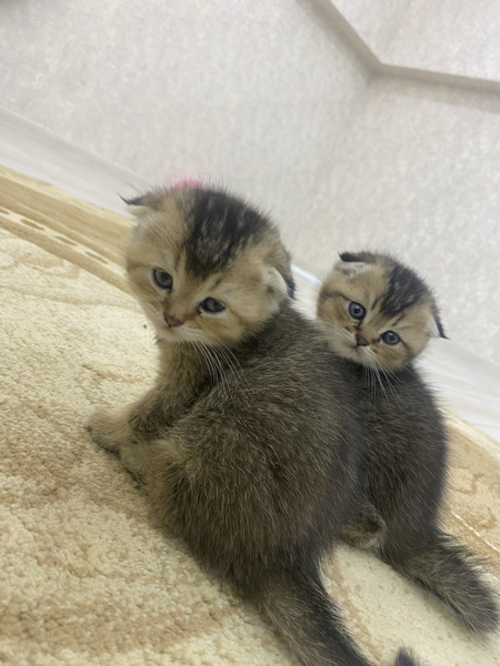Котята скоттиш фолд+шиншилла