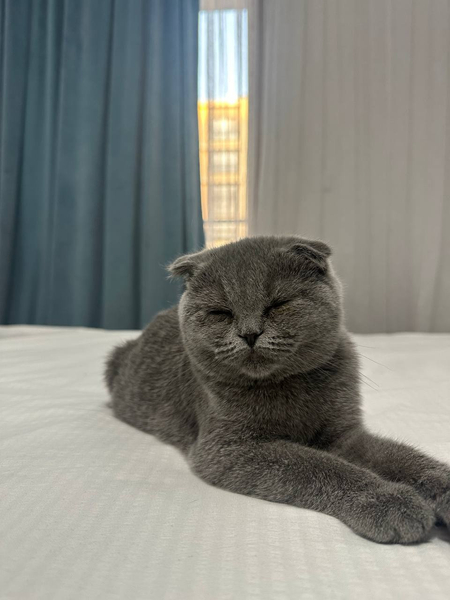 Продаётся котят  скоттиш фолд