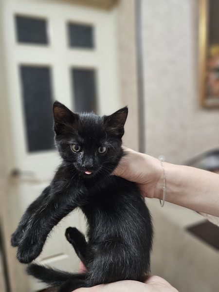 Отдам даром котёнок