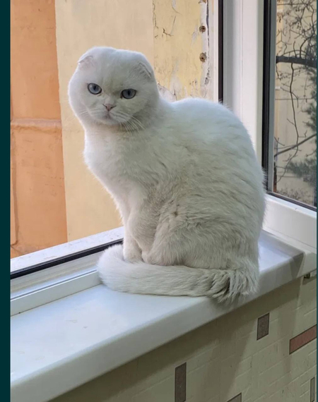 Продается бритиш сильвер шиншилла