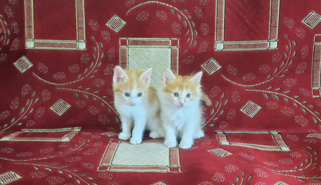 Котятя здоровые красивые