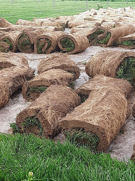 Gazon ekish bilan shug'ullanamiz. Bizda tayyor va urug'lari bor.