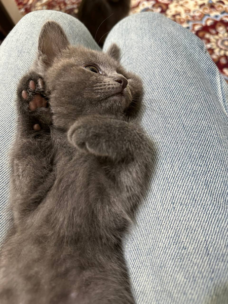 Котёнок британской породы