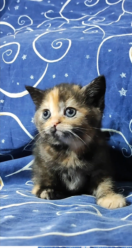 Скоттиш фолд и скоттиш страйт