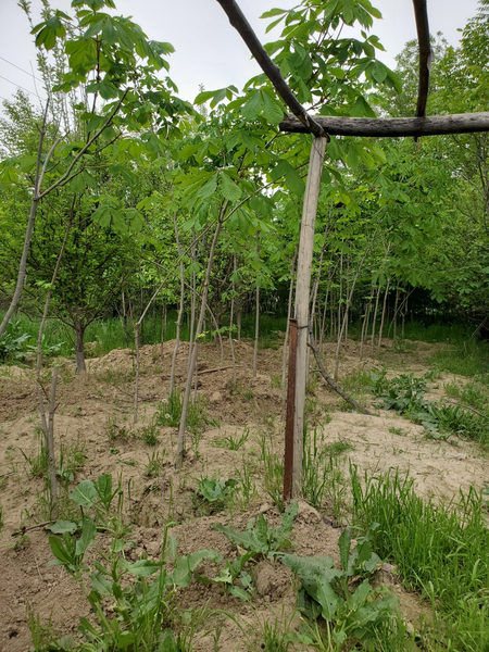 kashtan sotladi kelishiladi