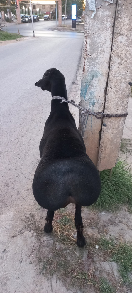 Zotli qochqor sotiladi