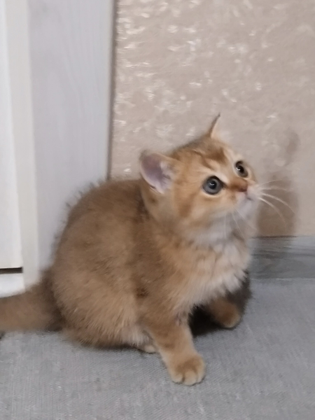 Продается котенок золотистый шиншилла