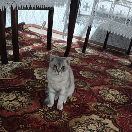 Продается породистый котенок. Mushukcha sotiladi.