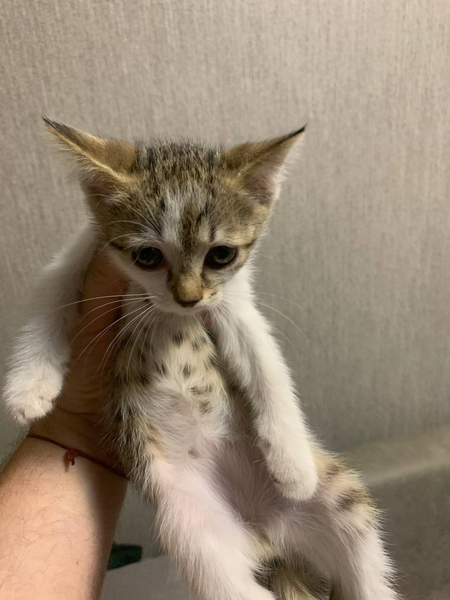 Отдам котенка в добрые руки ( мальчик )